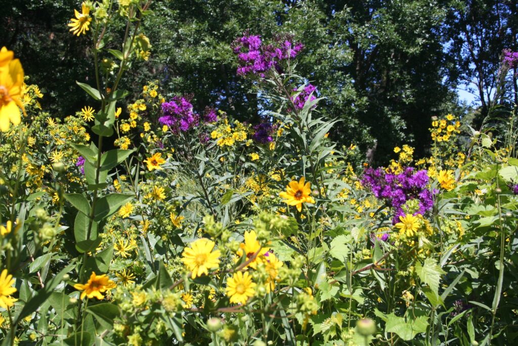 MNL Wet Prairie Mix - MNL: Heal the Earth