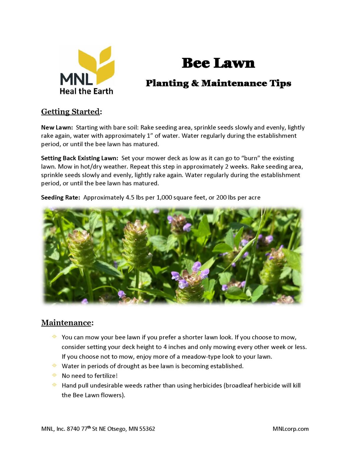 MNL Bee Lawn