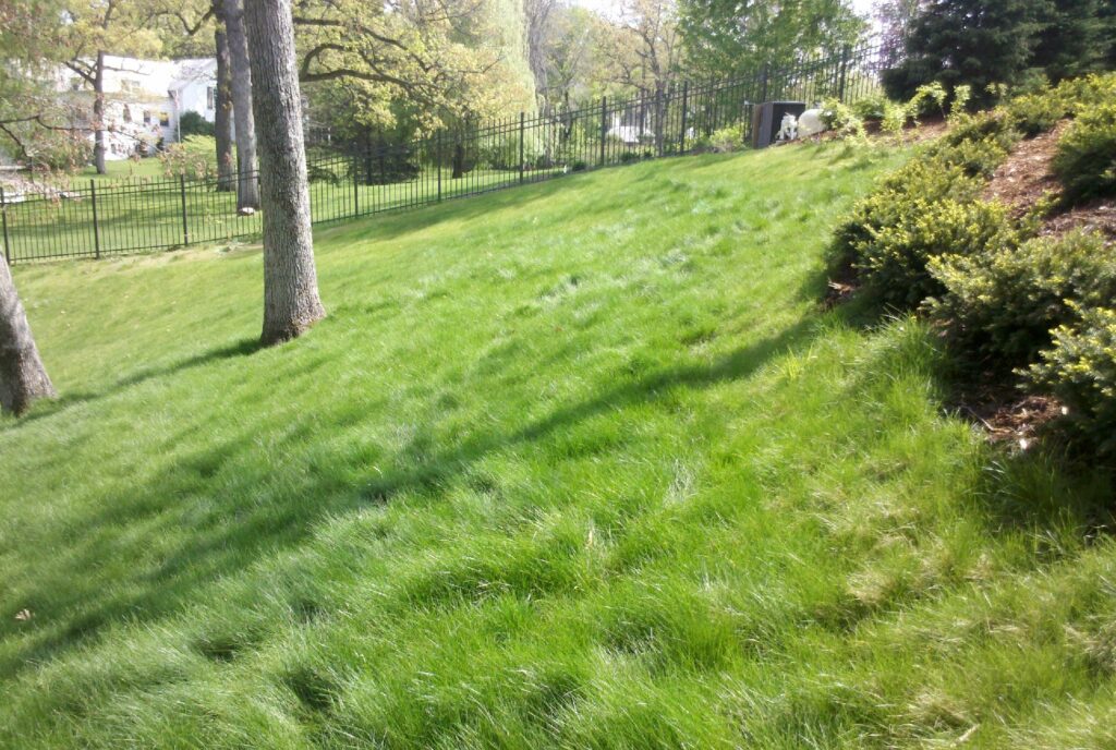 Low Grow Fescue Blend