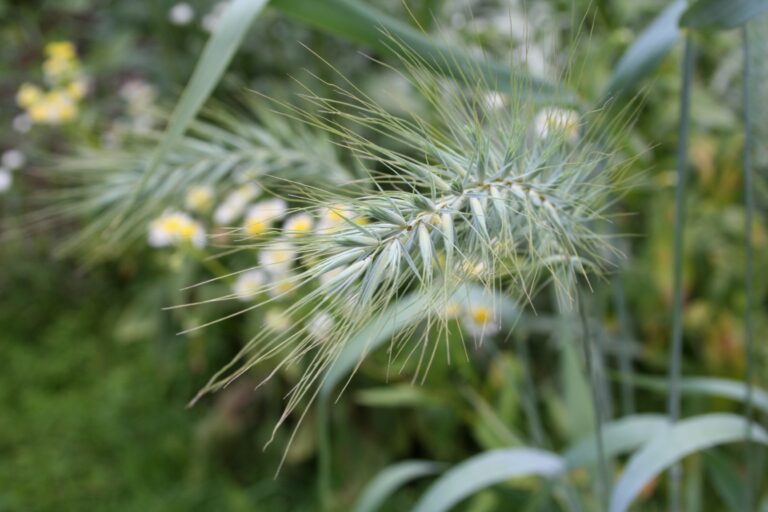 Canada Wild Rye (Elymus canadensis) - MNL: Heal the Earth