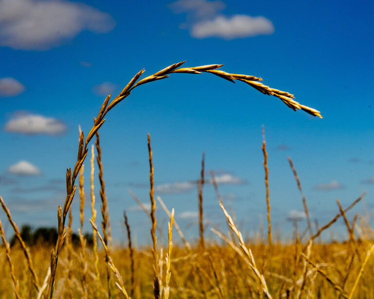 Kernza® (Thinopyrum intermedium) | Perennial Grain with Environmental ...