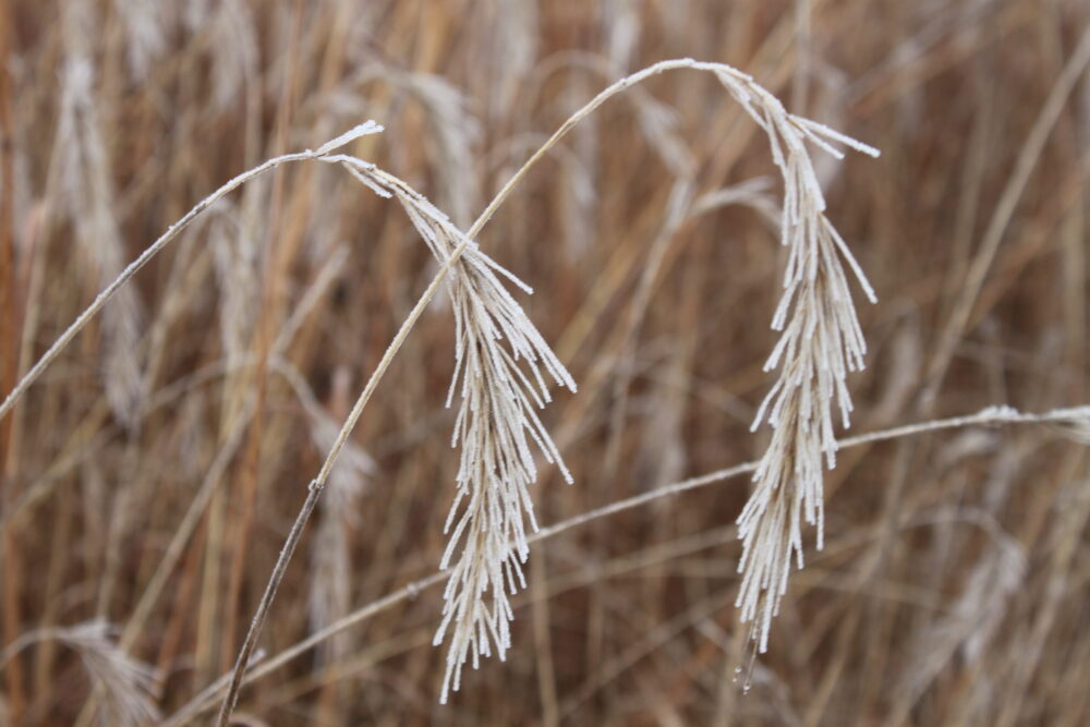 Selecting Native Plants and Seed for Your Property – Growing Zones