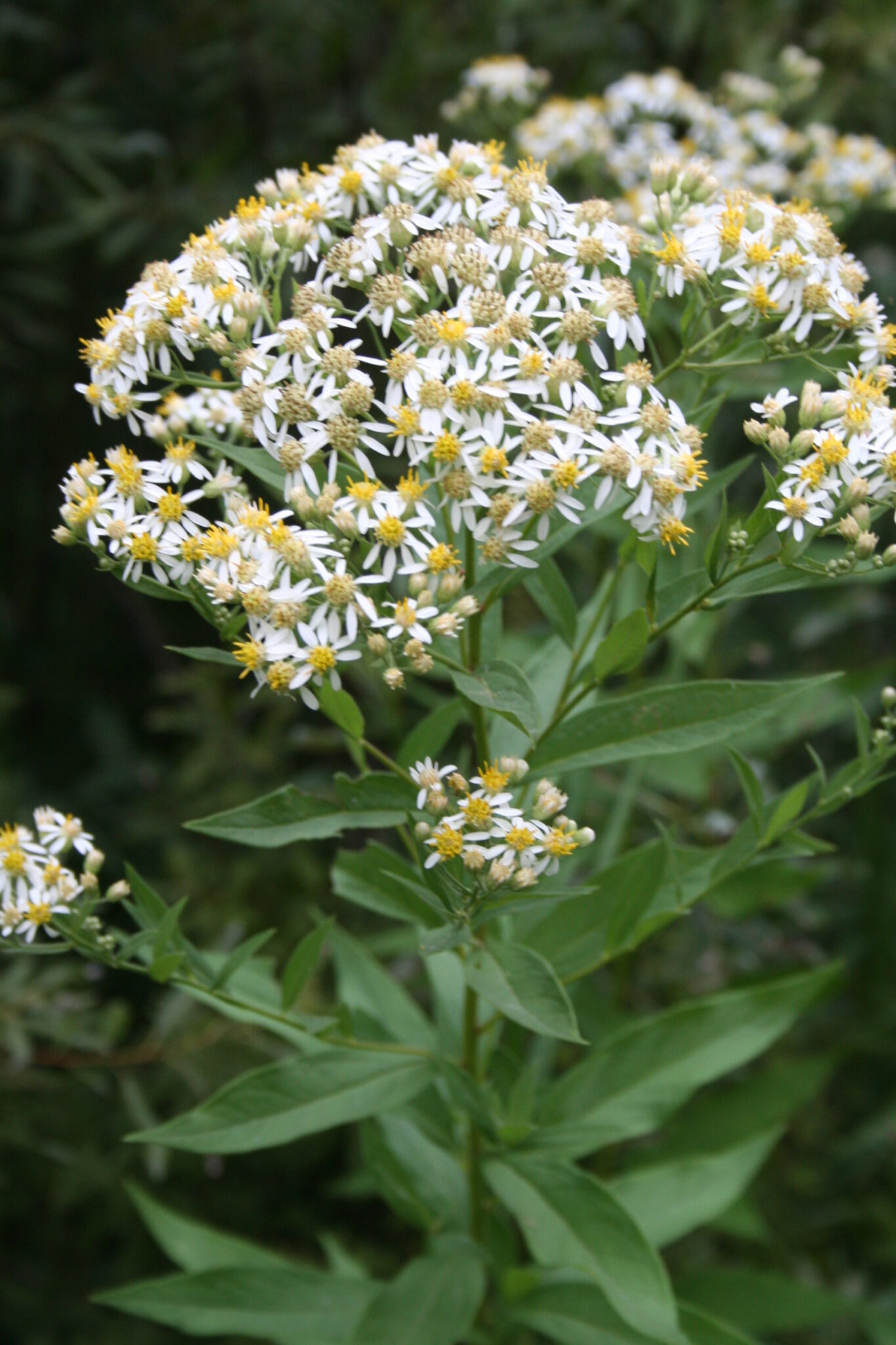 Flat-topped Aster (Doellingeria umbellata) – Native Wildflower for ...
