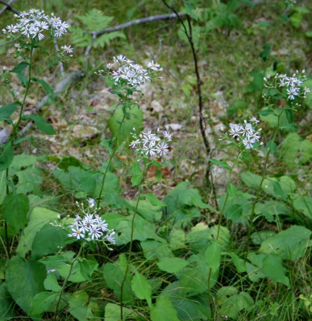 Large-leaved Aster (Eurybia macrophylla) – Native Wildflower for ...