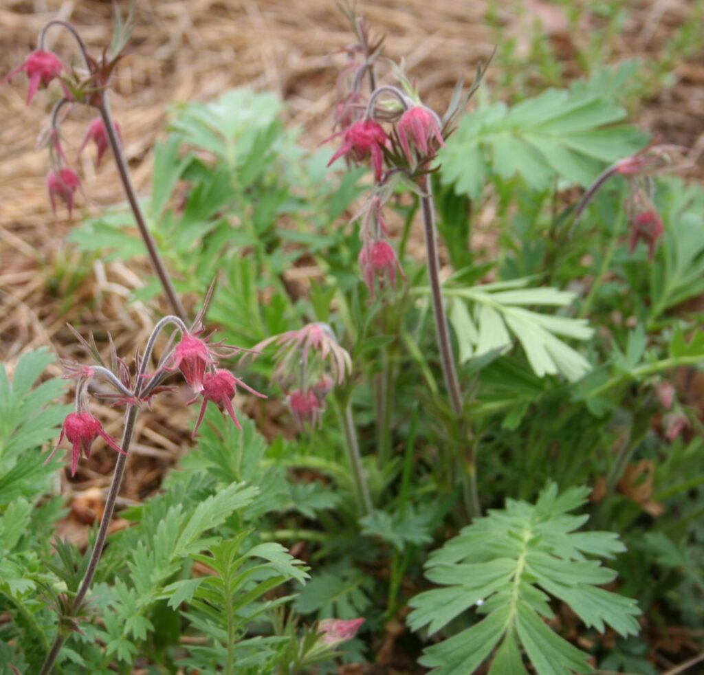 Prairie Smoke (Geum triflorum) | Native Wildflower with Unique Seed Heads
