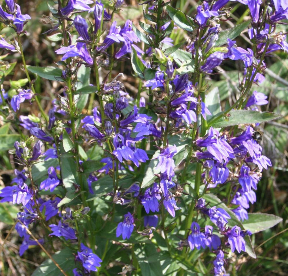Great Blue Lobelia Lobelia Siphilitica Mnl Heal The Earth