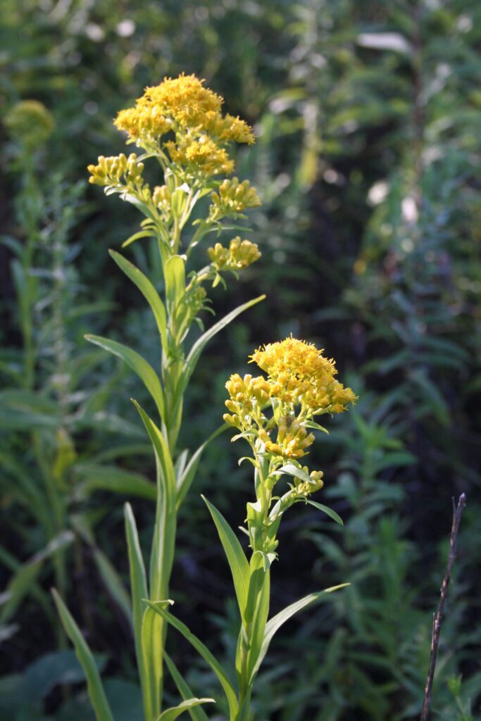 Riddell's Goldenrod (Solidago riddellii) - MNL: Heal the Earth