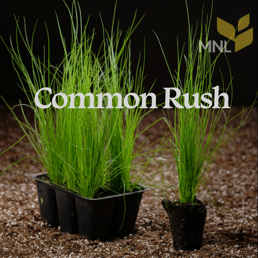 Common Rush (Juncus effusus) – Native Wetland Plant for Moisture-Rich ...