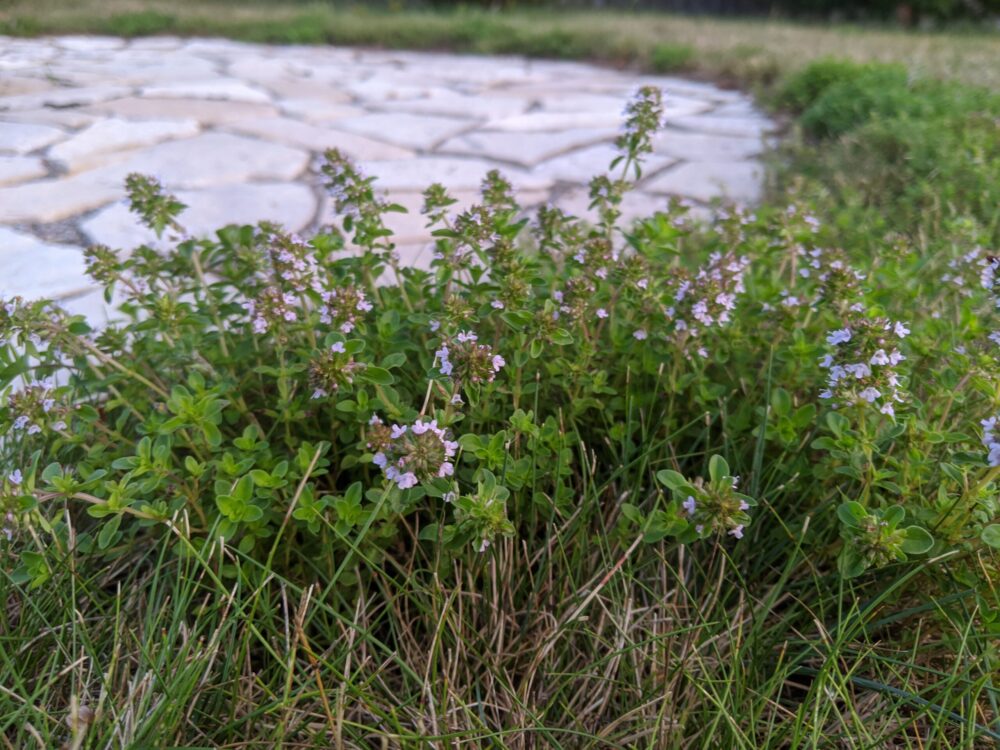 MNL Bee Lawn Factsheet