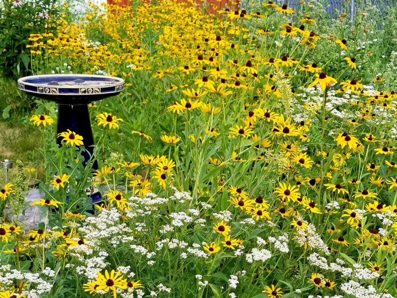 MNL | Ecological Restoration and Minnesota Native Landscaping