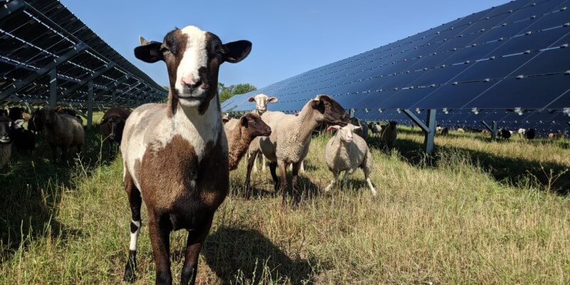 MNL | Conservation Grazing Services