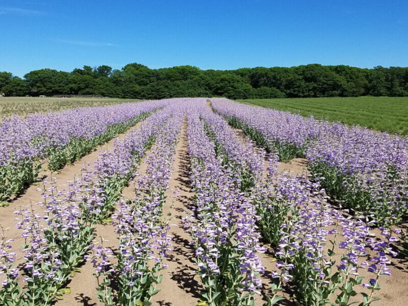 MNL | Ecological Restoration and Minnesota Native Landscaping