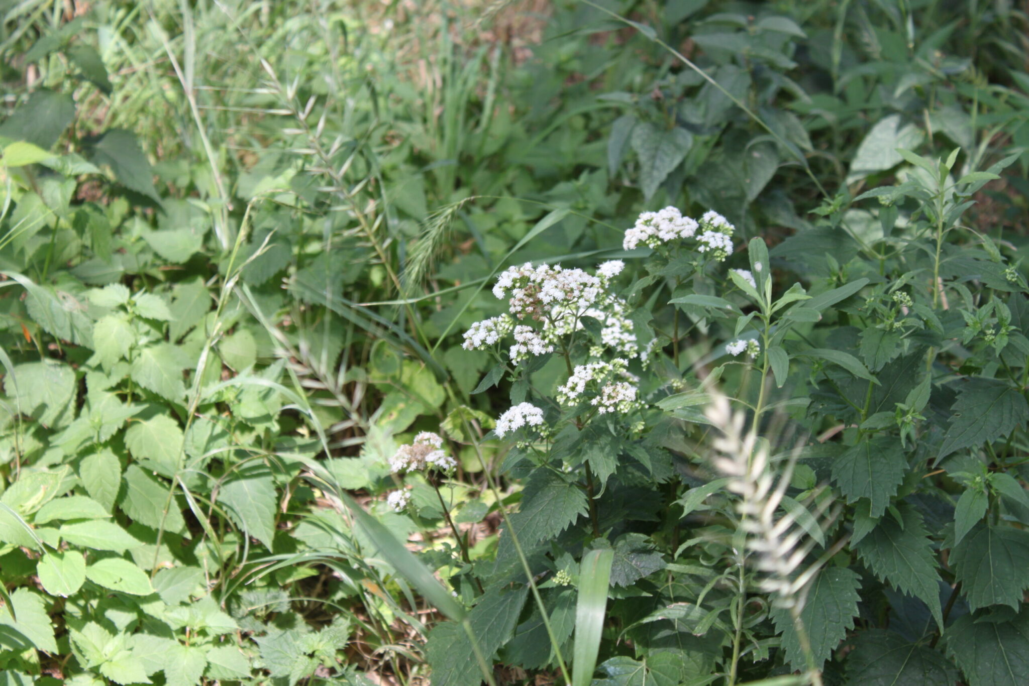 MNL Woodland Mix