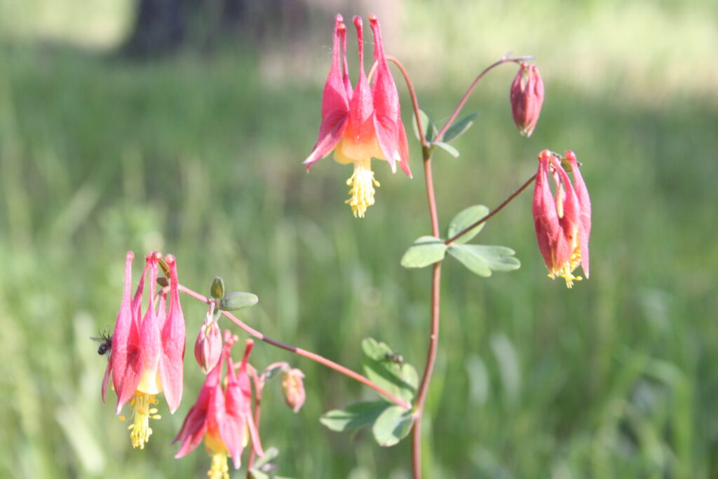 Part Shade Garden Kit – Native Plants for Partial Shade Areas