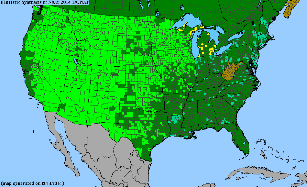 Prairie Sage (Artemisia ludoviciana) | Native Perennial for Dry Soils ...
