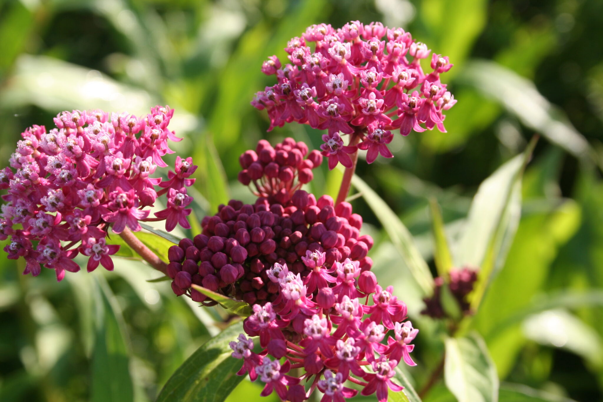 Rain Garden Kit – Native Plants for Stormwater Management and ...