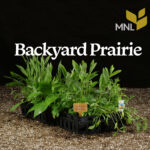 Backyard Prairie Kit – Native Minnesota Wildflowers for Pollinators