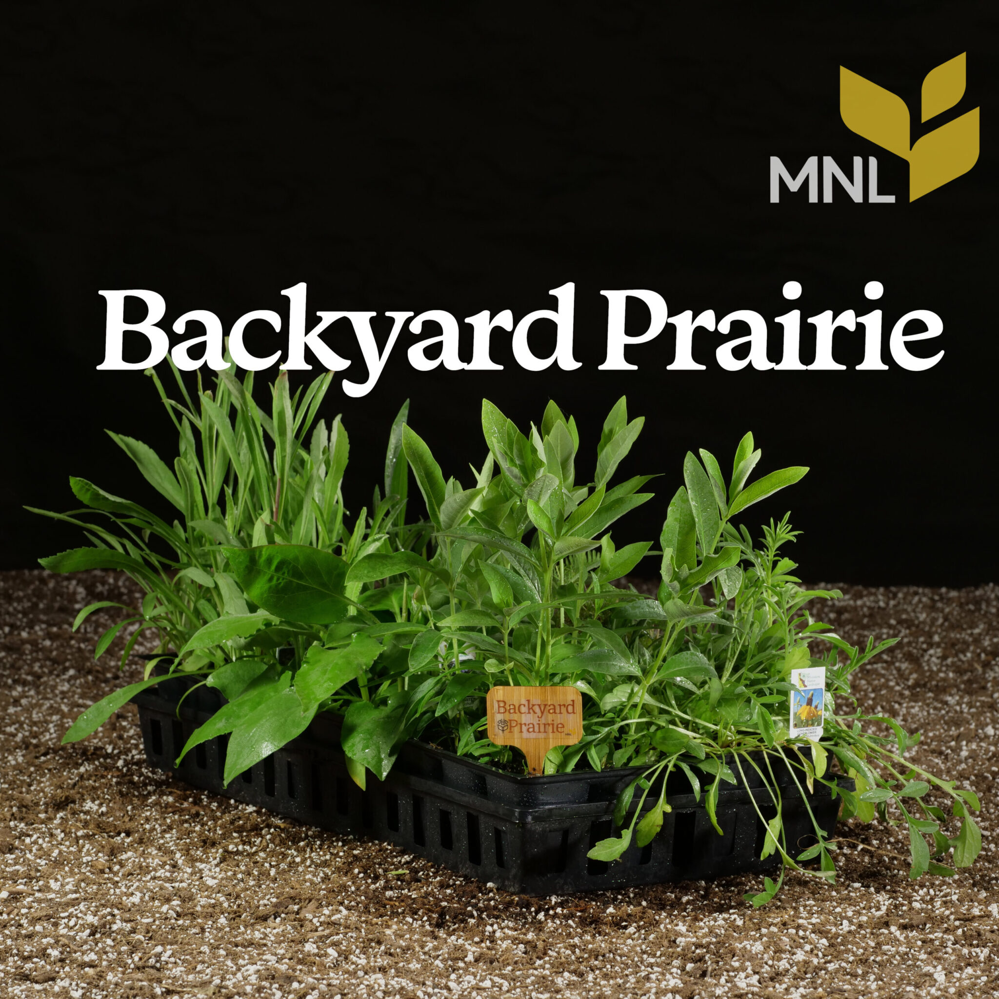 Backyard Prairie Kit – Native Minnesota Wildflowers for Pollinators