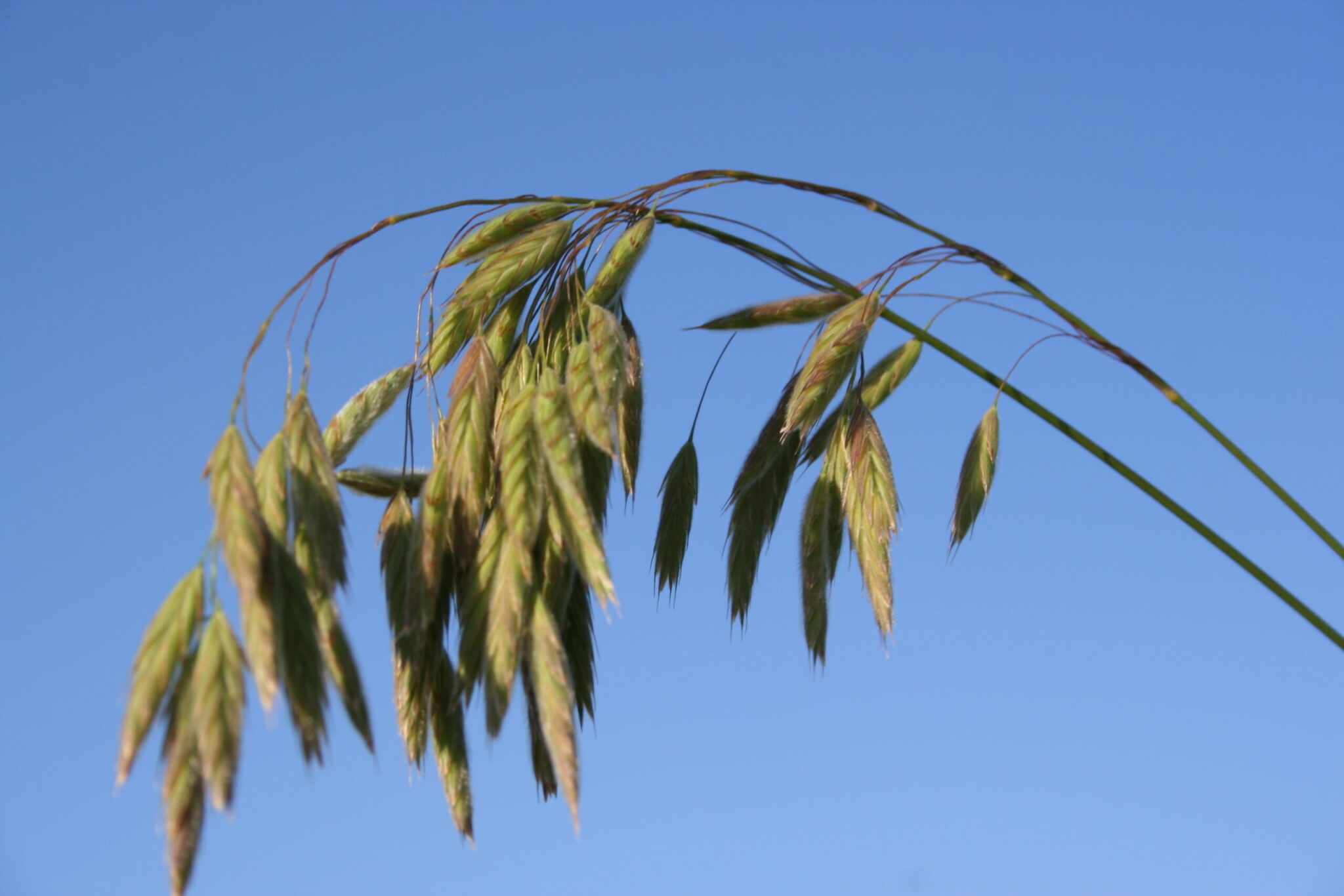 Prairie Brome (Bromus kalmii) Six-pack