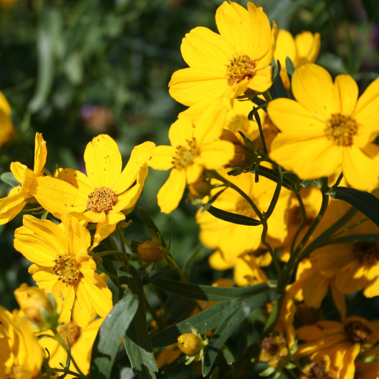 Prairie Coreopsis (Coreopsis palmata) Six-Pack Plugs – Native Perennial ...