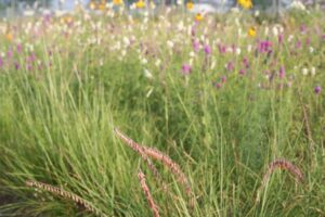 MNL Economy Backyard Prairie Mix