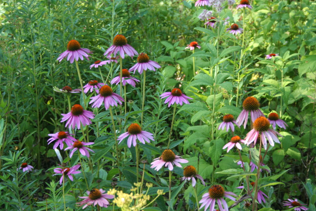 Purple Coneflower (Echinacea purpurea) Six-Pack Plugs – Native ...