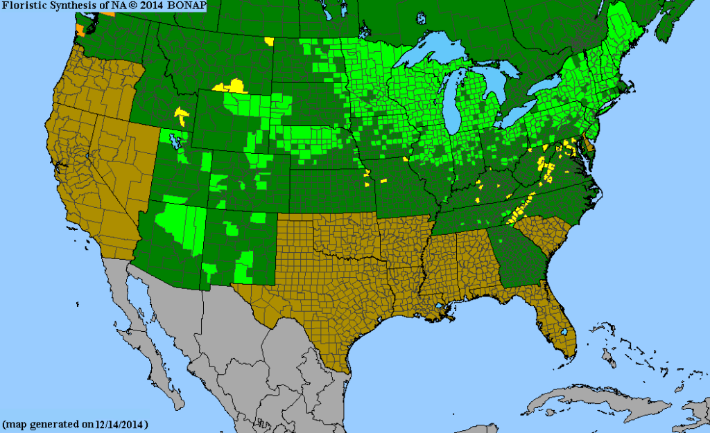 Joe-pye Weed (Eutrochium maculatum) Six-Pack Plugs | Native Wildflower ...