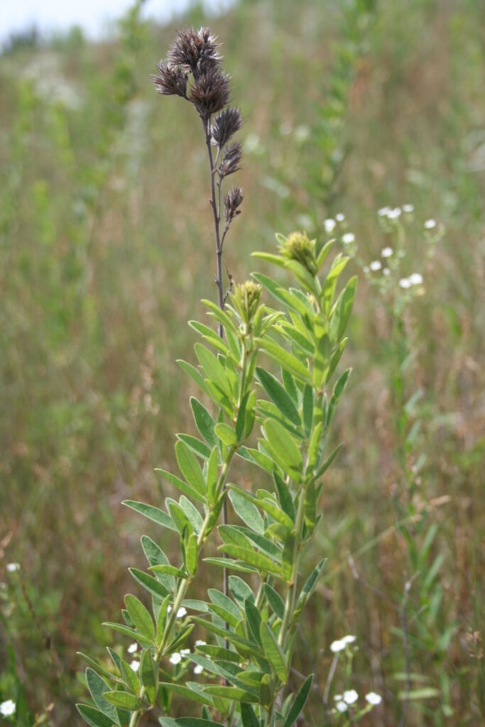 Round-headed Bush Clover (Lespedeza capitata) | Native Perennial for ...