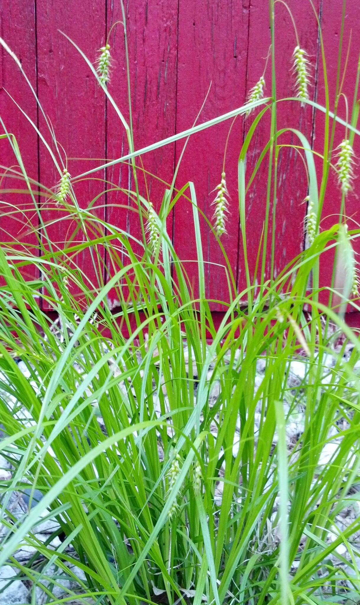 Long-beaked Sedge (Carex sprengelii) – Native Sedge for Moist to Dry ...