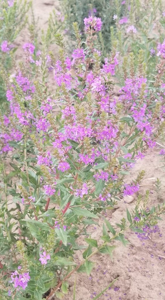 Winged Loosestrife (Lythrum alatum) | Native Wetland Wildflower for ...