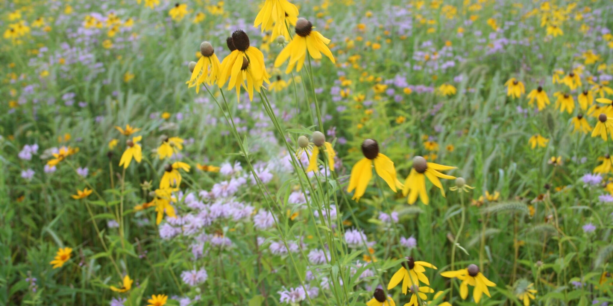 MNL Mesic Prairie Mix