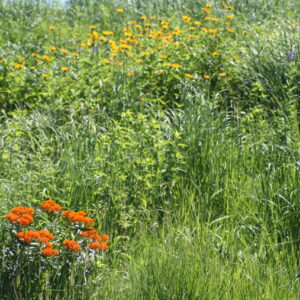 MNL Mesic Prairie Mix