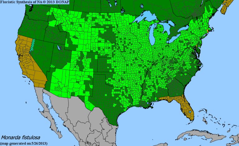 Wild Bergamot (Monarda fistulosa) Six-Pack Plugs – Native Perennial for ...