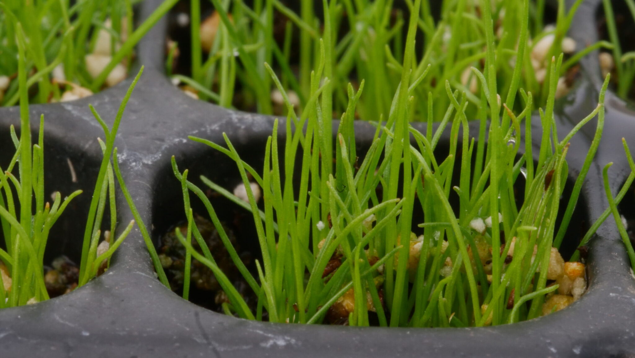 Green Bulrush (Scirpus atrovirens) Six-Pack Plugs | Moisture-Loving ...