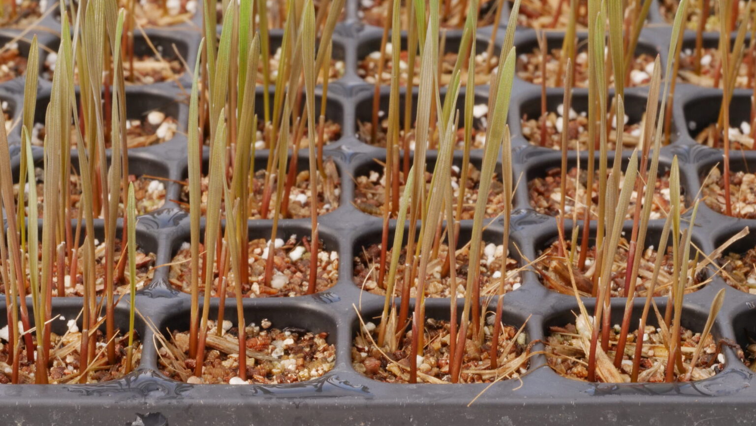 Canada Wild Rye (Elymus canadensis) Six-Pack Plugs | Native Ornamental ...
