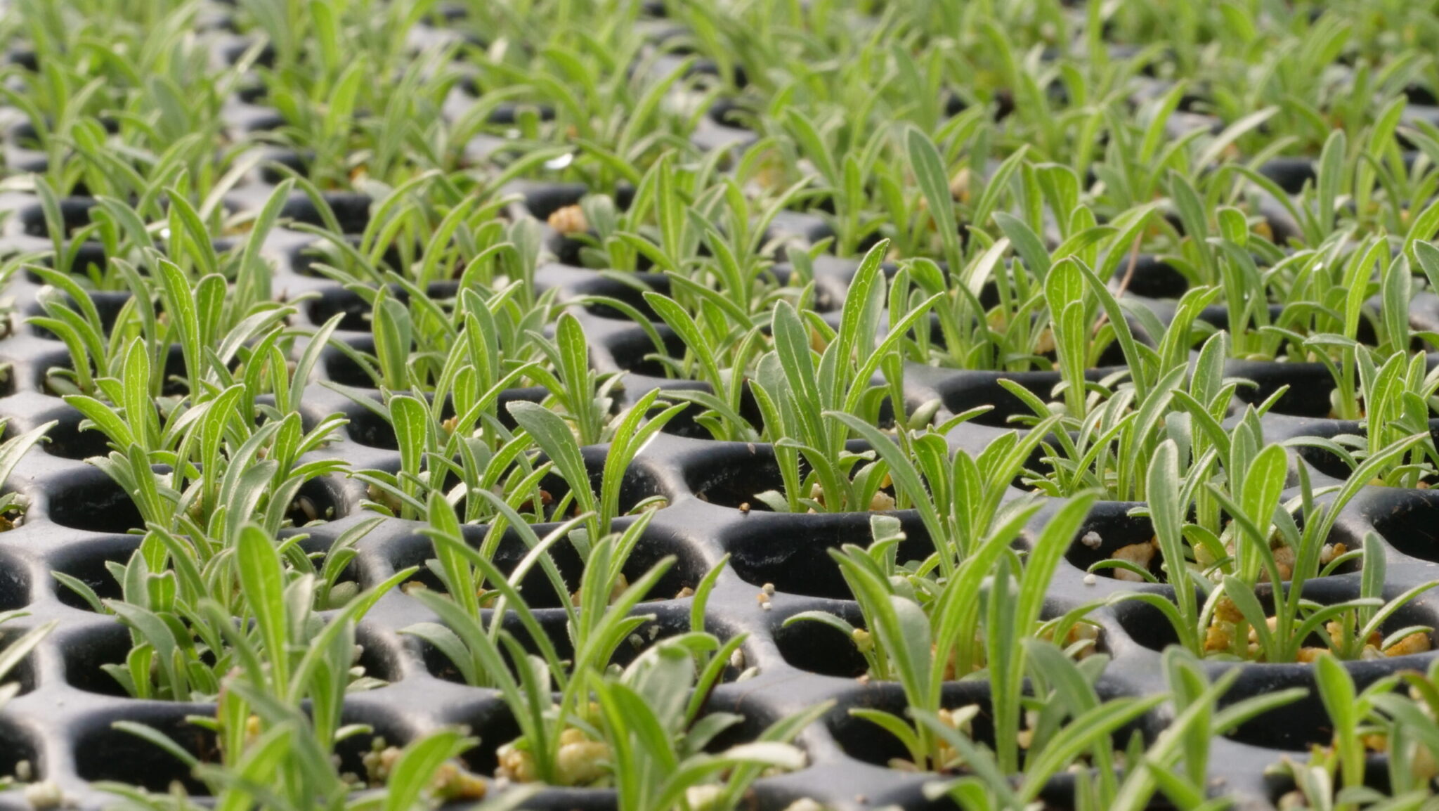 Upland White Goldenrod (Solidago ptarmicoides) | Native Wildflower for ...