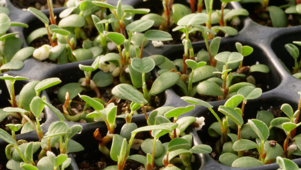 Canada Milk Vetch (Astragalus canadensis)