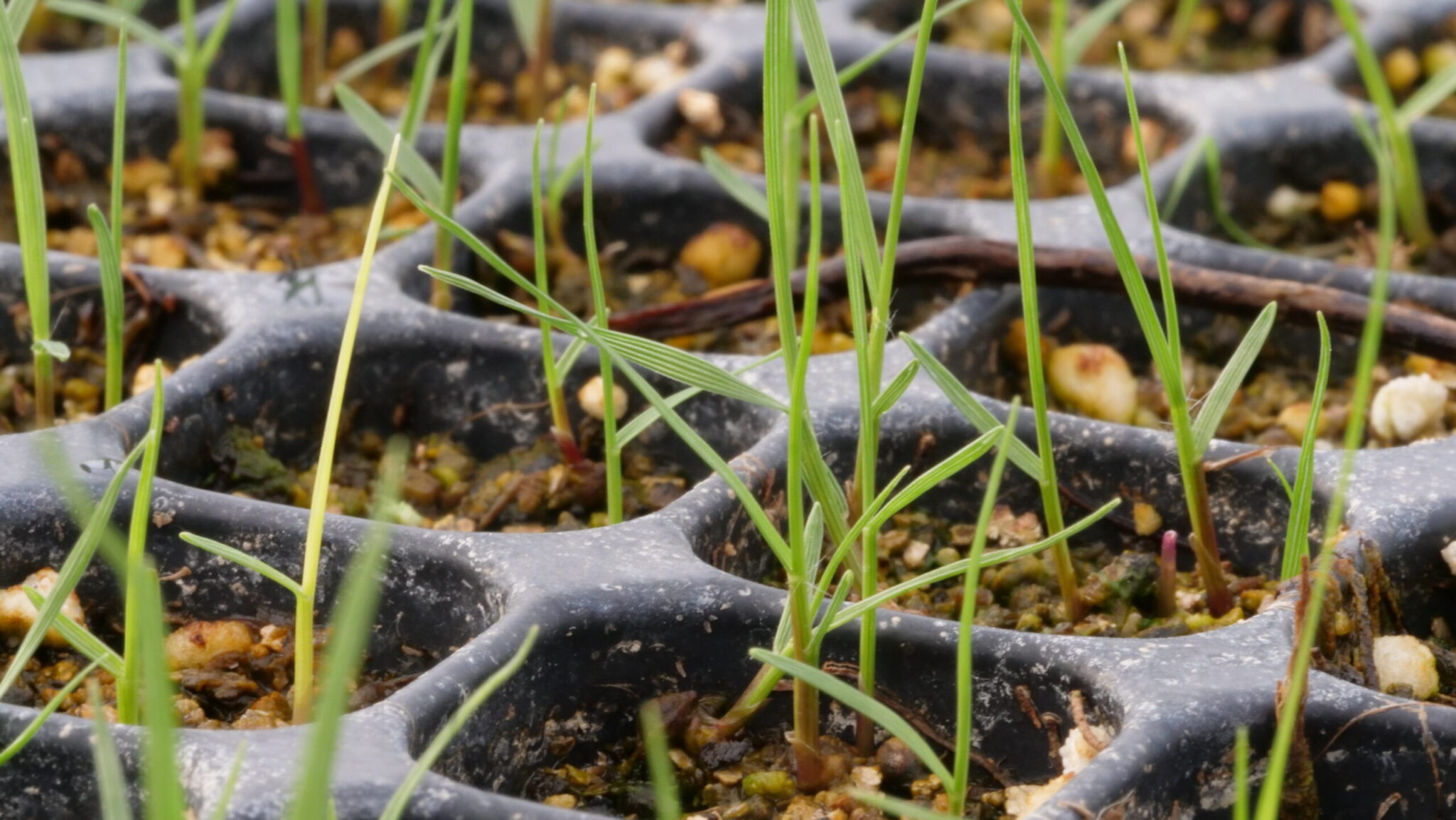 Prairie Dropseed (Sporobolus heterolepis) Six-Pack Plugs – Native ...