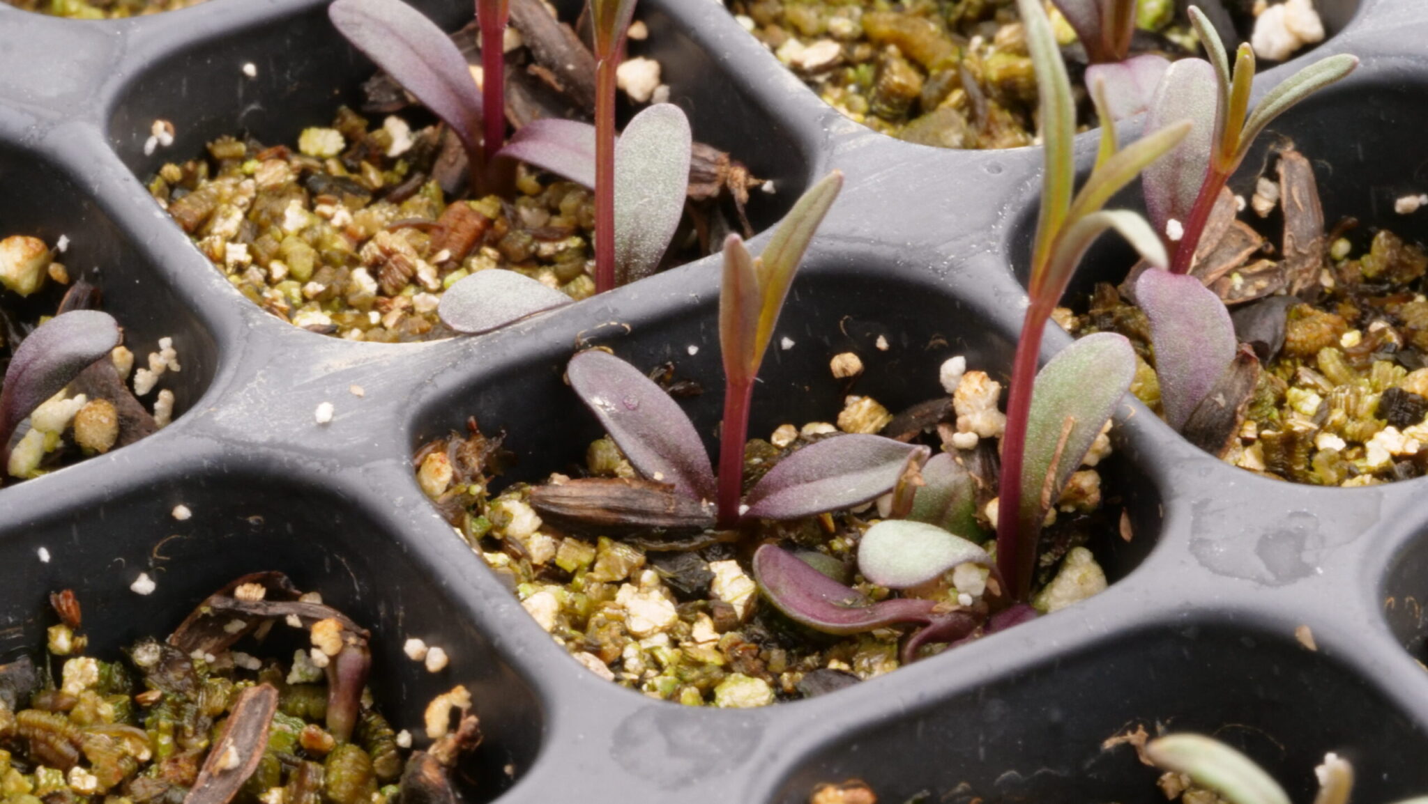 Prairie Coreopsis (Coreopsis palmata) Six-Pack Plugs – Native Perennial ...