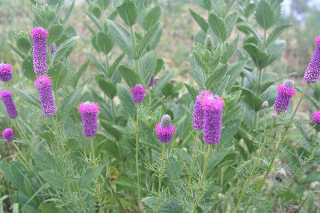 Septic Mound Kit – Native Plants for Erosion Control and Pollinator Support