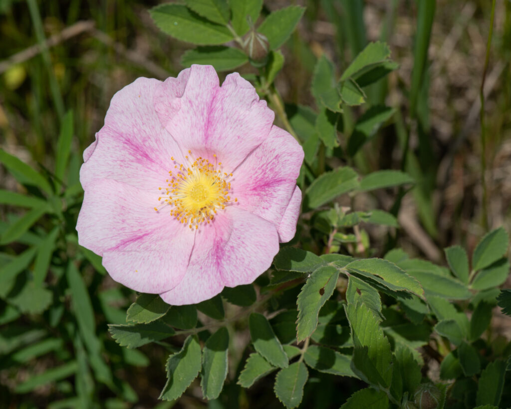 Prairie Rose (Rosa arkansana) | Native Wildflower with Pink Summer Blooms