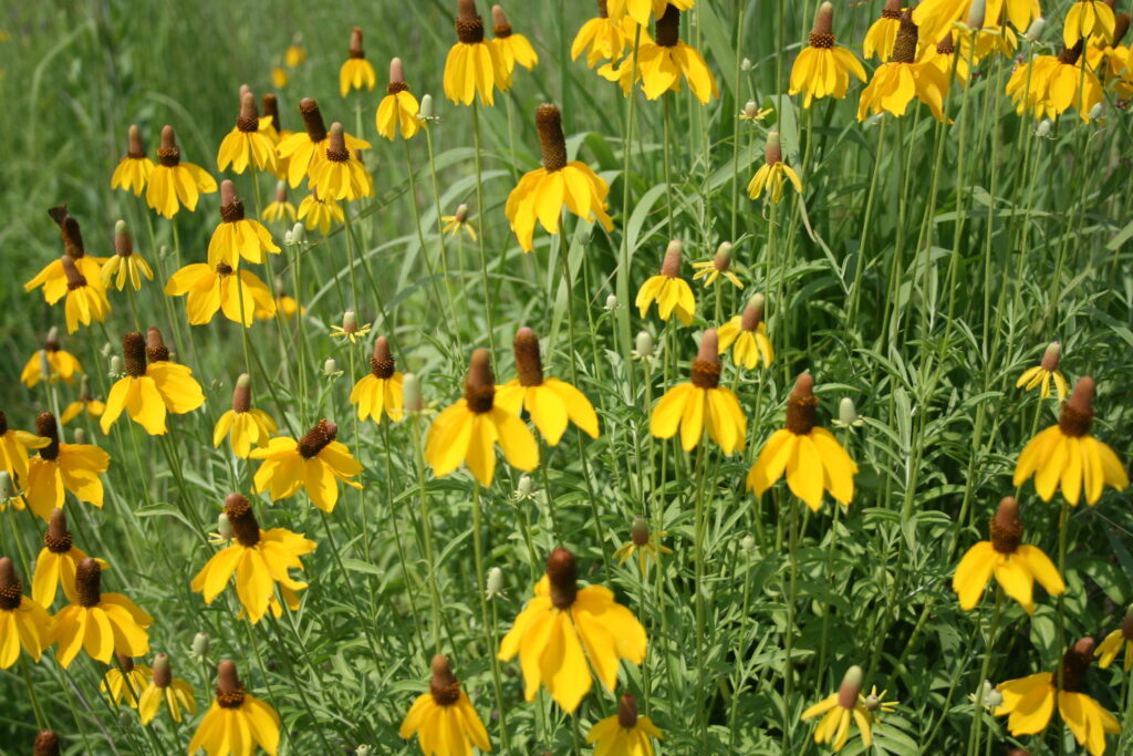 Backyard Prairie Kit – Native Minnesota Wildflowers for Pollinators
