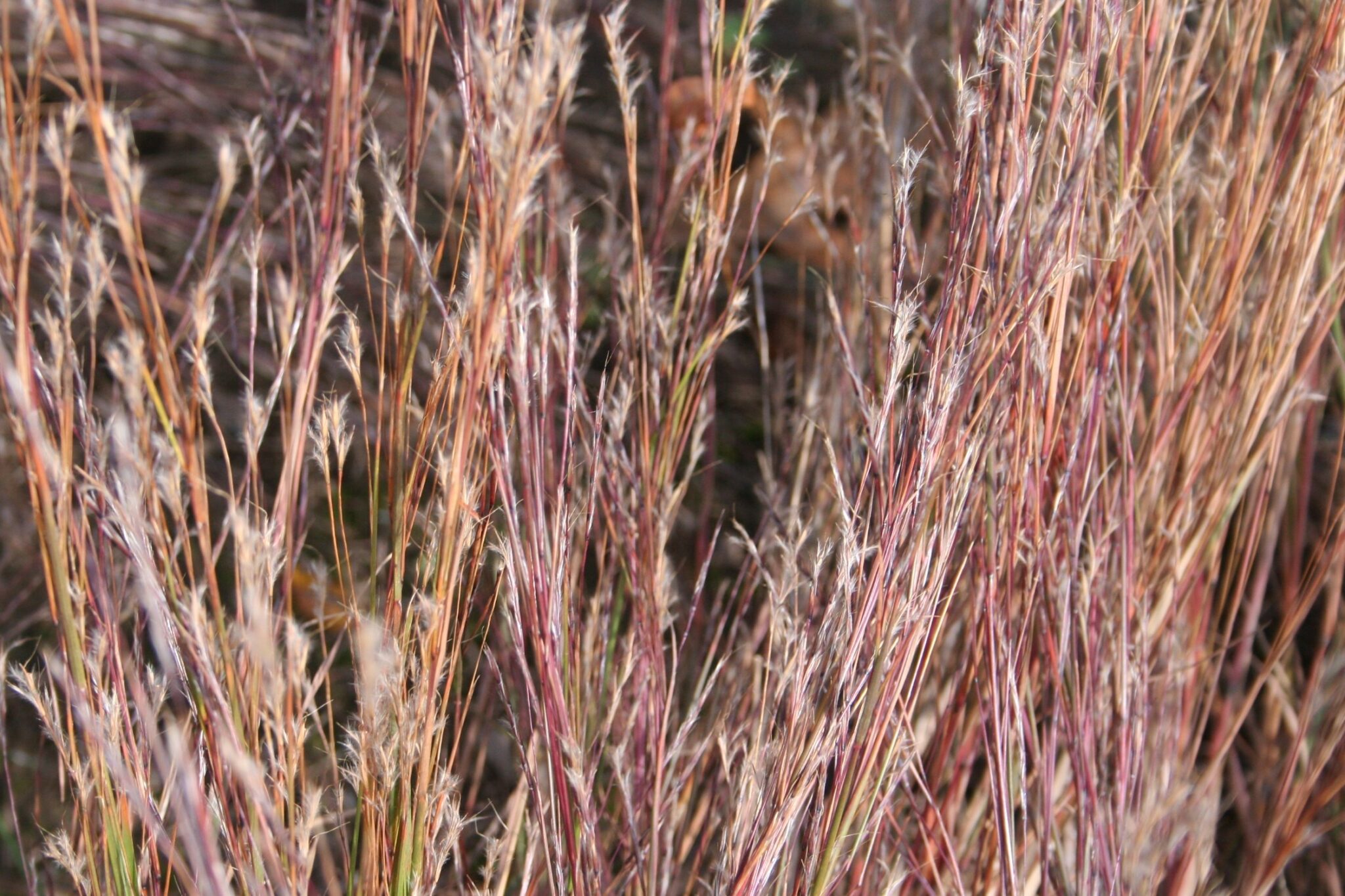 Short Prairie Grass Kit – Compact Native Grasses for Ground Cover and ...