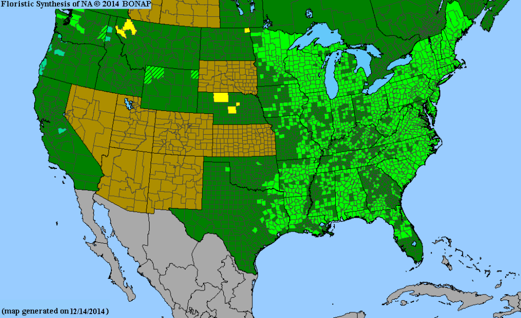 Woolgrass (Scirpus cyperinus) | Native Wetland Sedge for Erosion ...