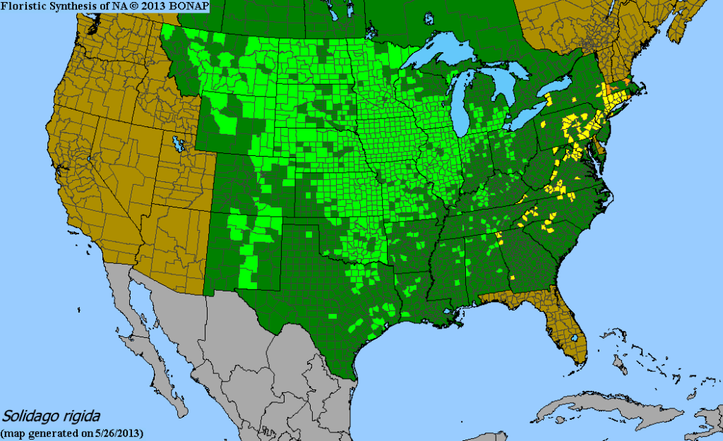 Stiff Goldenrod (Solidago rigida)