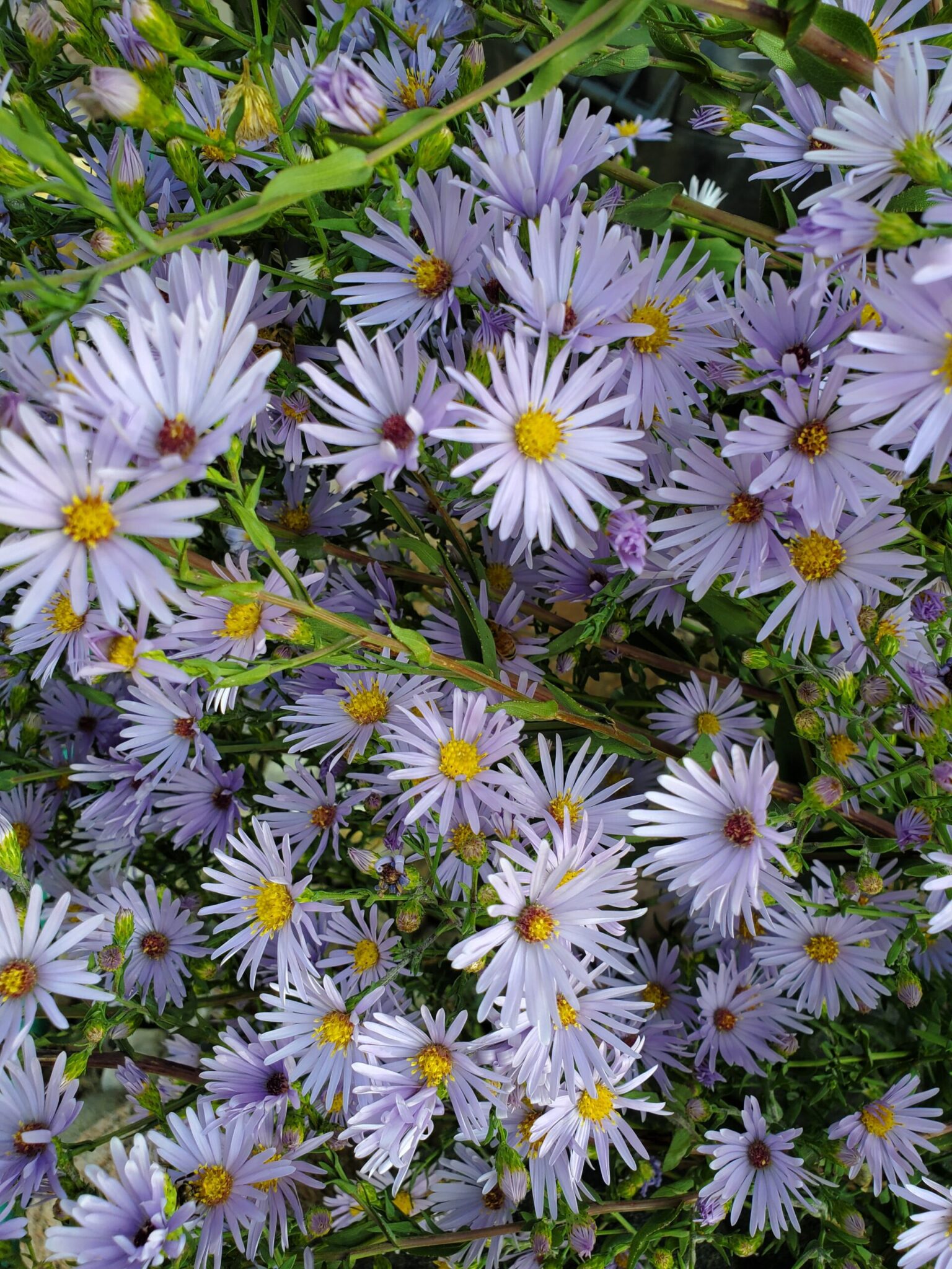 Smooth Blue Aster (Symphyotrichum laeve) Six-Pack Plugs – Native ...