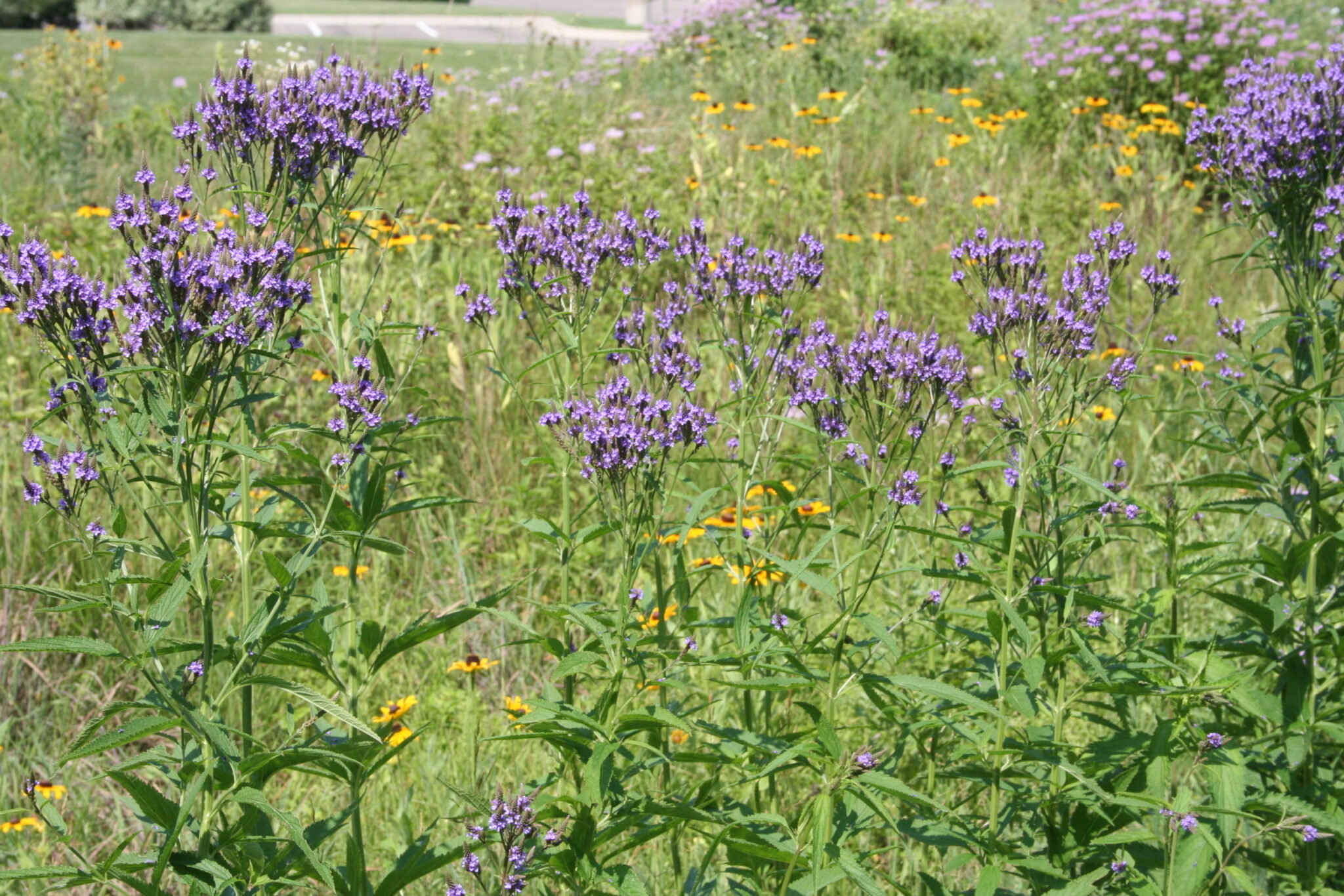 Blue Vervain (Verbena hastata) Six-Pack Plugs | Native Wetland Wildflower
