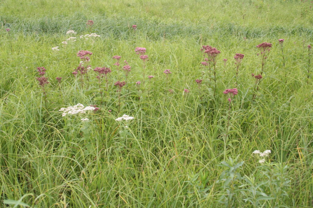 MNL Sedge Meadow Mix