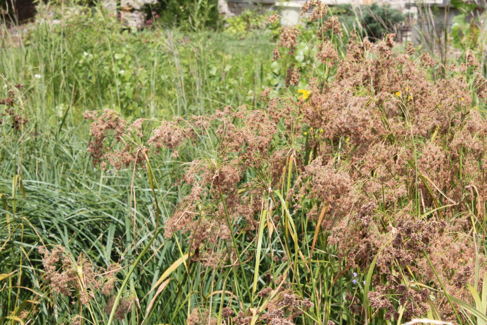 Woolgrass (Scirpus cyperinus) | Native Wetland Sedge for Erosion ...