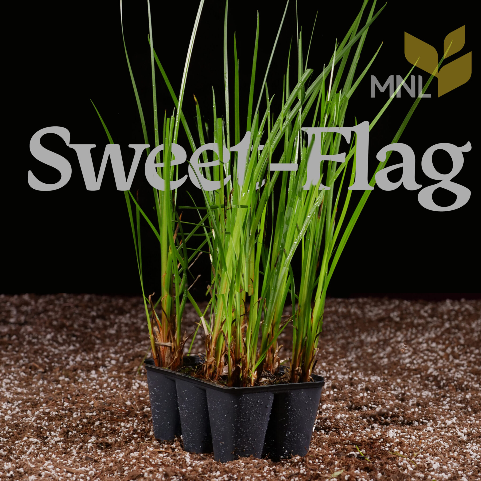 Sweet Flag (Acorus americanus) | Native Wetland Plant for Shoreline ...